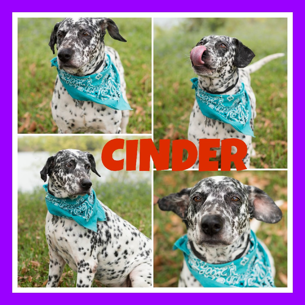 Dalmatian Rescue of Colorado, Inc.