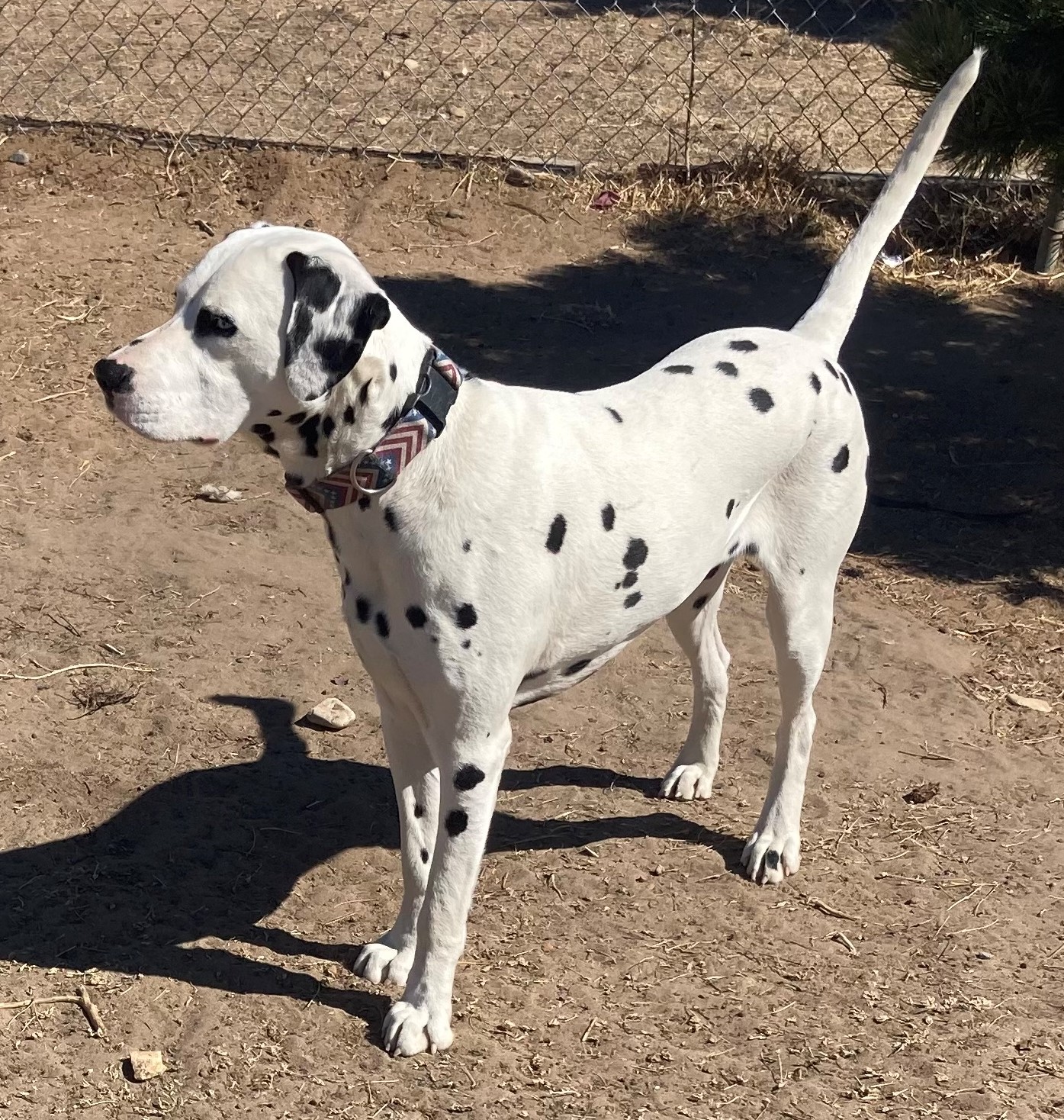 Dalmatian Rescue of Colorado