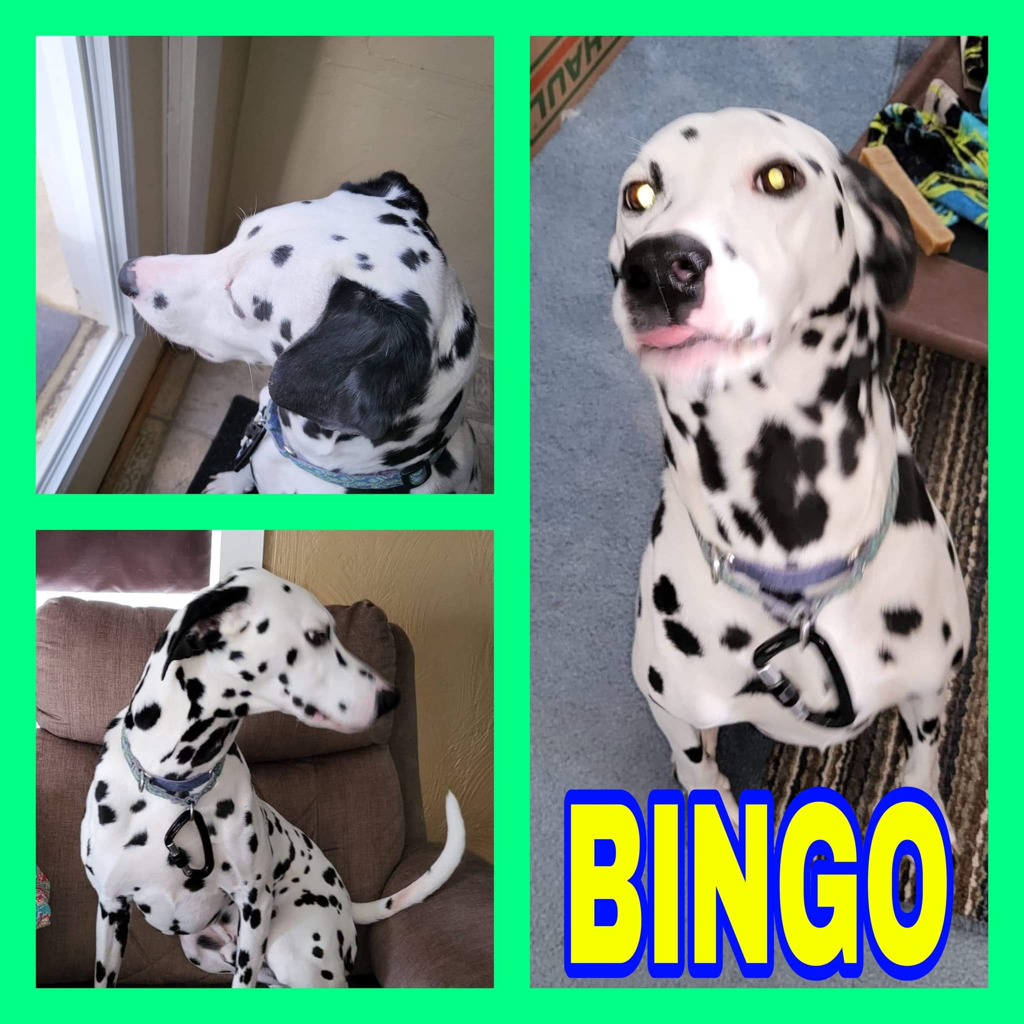 Do Dalmatians Go Blind Or Deaf
